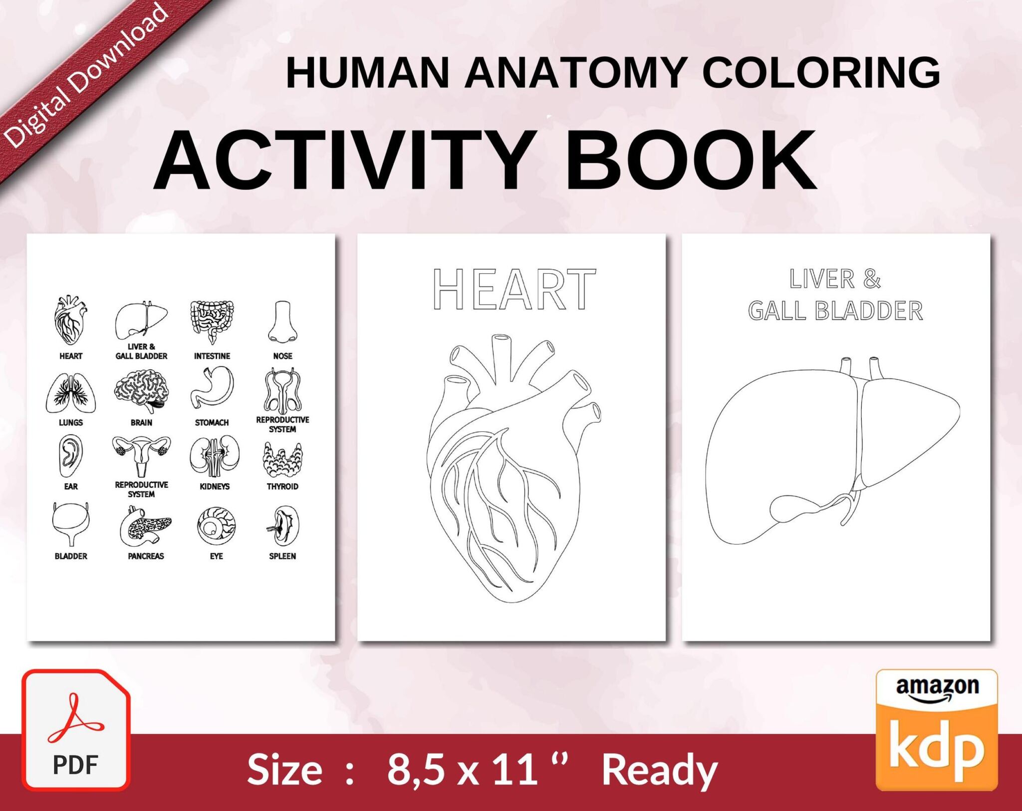 Human anatomy coloring Activity book PDF File 8.5x11 inch For Kids aged ...