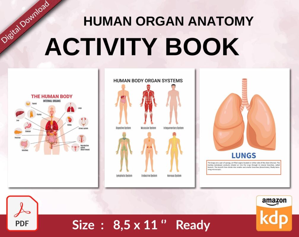 Human Organ anatomy Activity book PDF File 8.5x11 inch For Kids aged 2 ...