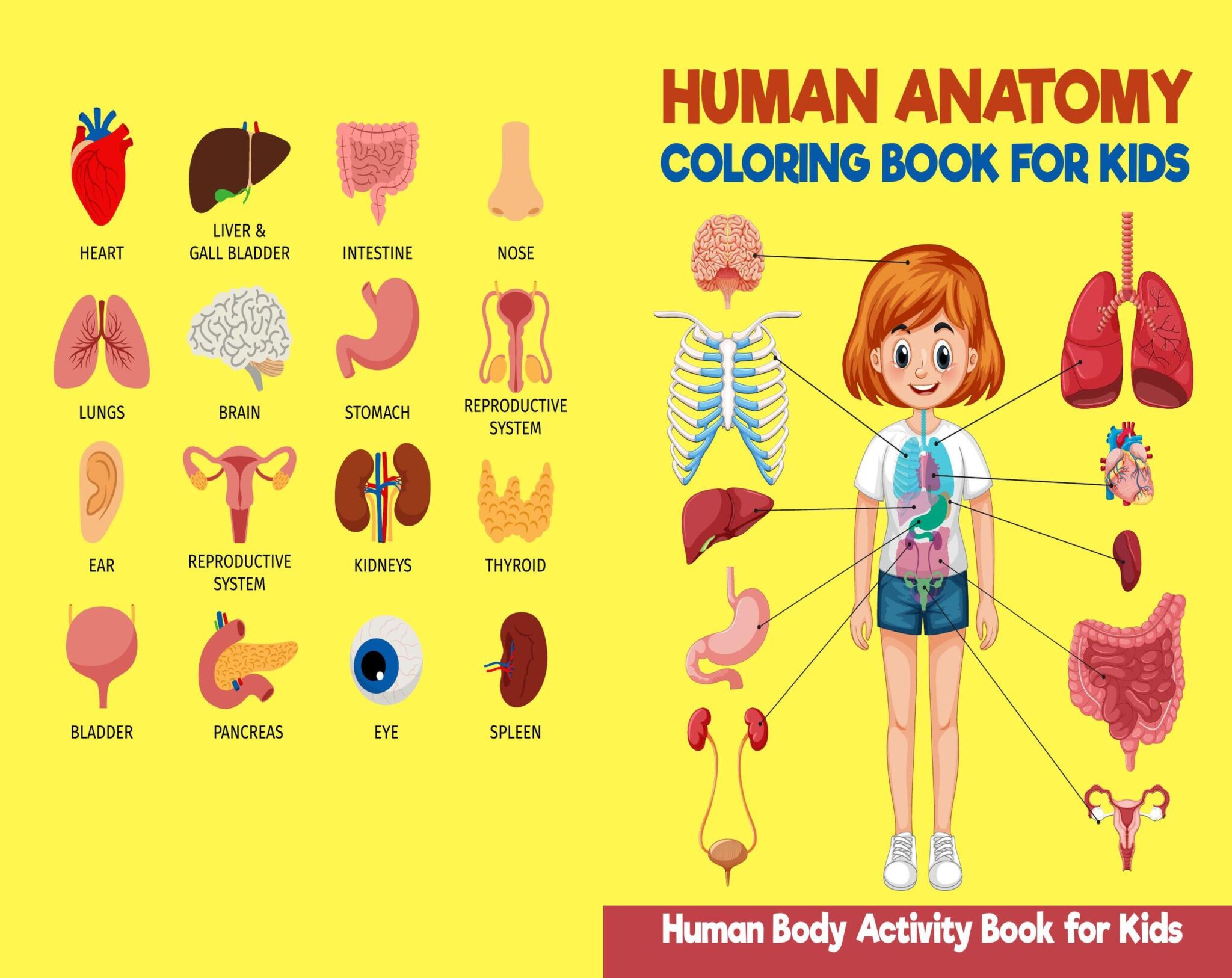 Human anatomy coloring Activity book PDF File 8.5x11 inch For Kids aged ...